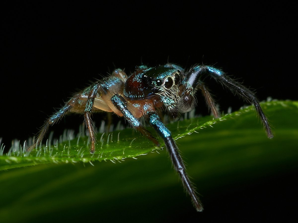 Sydney Science Trail - The Australian Museum
