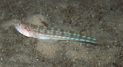 Painted Grinner, Trachinocephalus trachinus (Temminck & Schlegel, 1846 ...