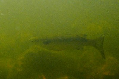 Pinkeye Mullet, Trachystoma petardi (Castelnau, 1875) - The Australian ...