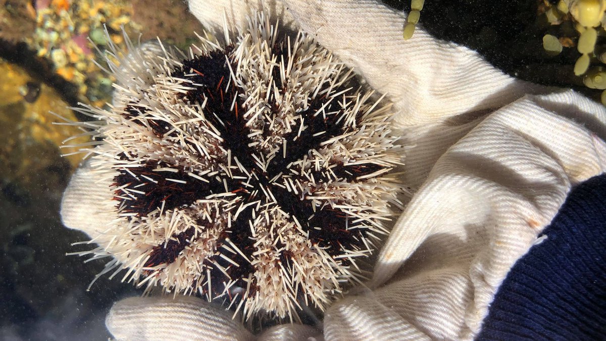 The sea urchins of Sydney - The Australian Museum Blog