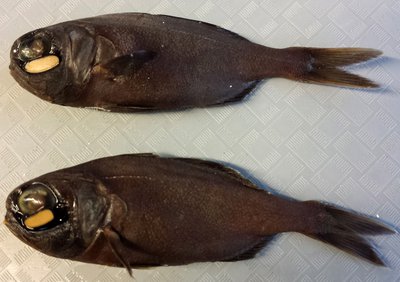 Twofin Flashlightfish, Anomalops katoptron (Bleeker, 1856) - The ...