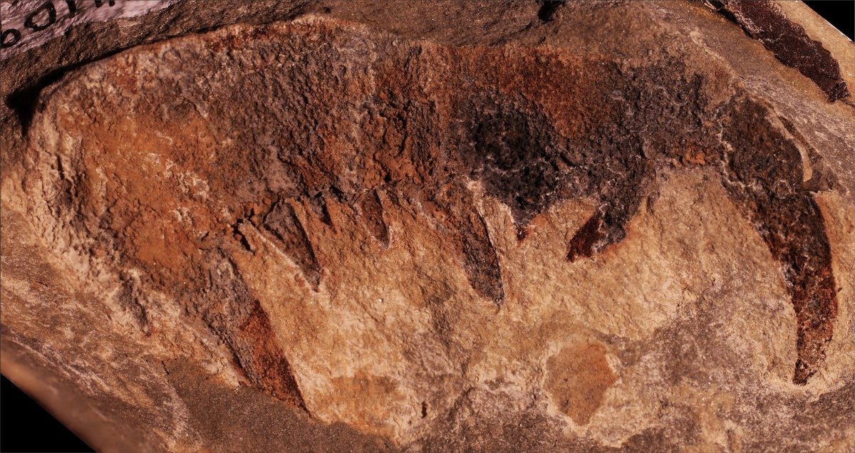 Prehistoric sea scorpions once terrorised Australia - The Australian ...