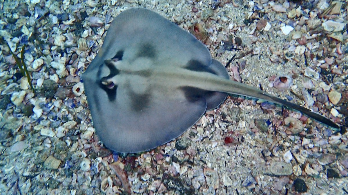 Do you see what I see? - The Australian Museum Blog