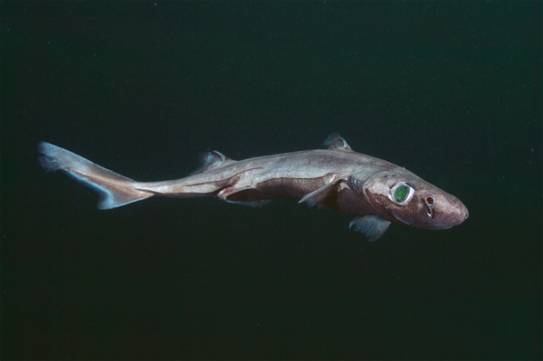 What is a shark? - The Australian Museum
