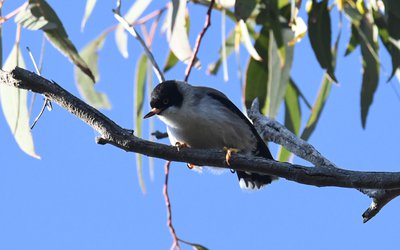 Varied Sittella - The Australian Museum
