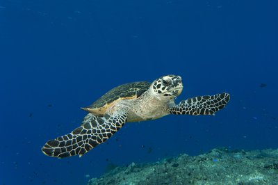 Hawksbill Sea Turtle - The Australian Museum