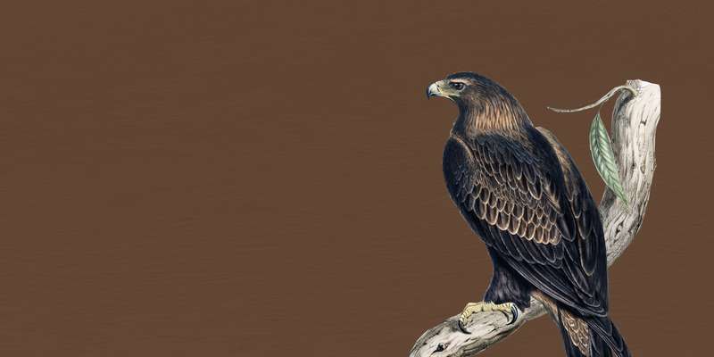 First Nations storytelling - The Australian Museum