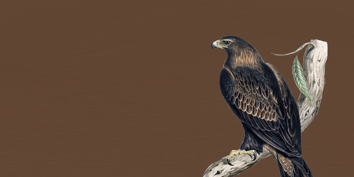 First Nations storytelling - The Australian Museum