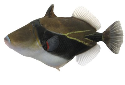 Wedgetail Triggerfish, Rhinecanthus rectangulus (Bloch & Schneider ...