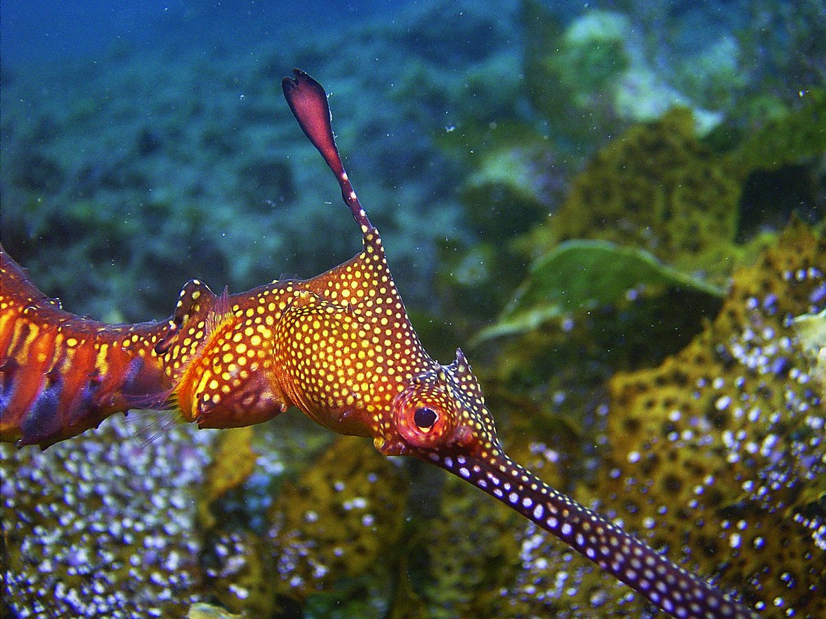 BBC Life - Common Seadragon footage - The Australian Museum Blog