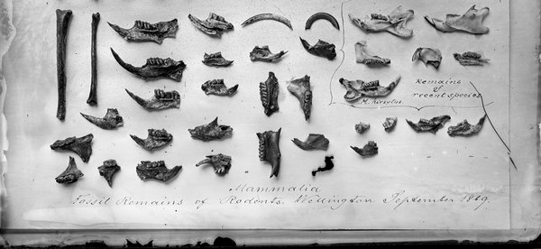 Fossils in Wellington Caves, NSW - The Australian Museum