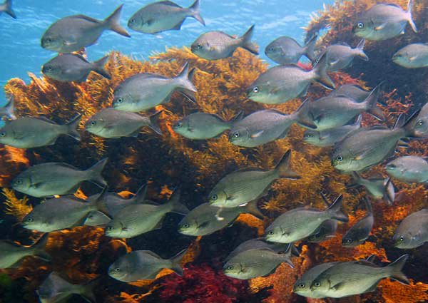 Sparidae - Breams - The Australian Museum