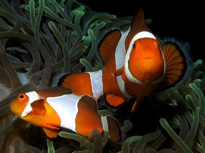 Western Clown Anemonefish, Amphiprion ocellaris Cuvier, 1830 - The ...