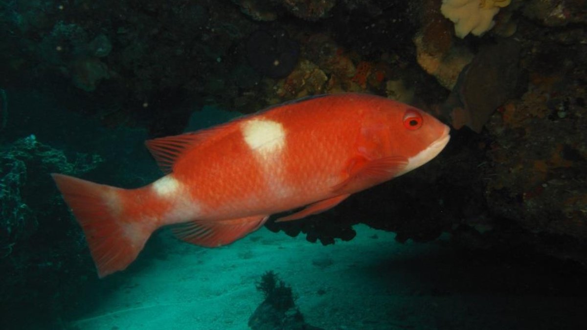 Moving south: how fishes are adapting to climate change - The ...