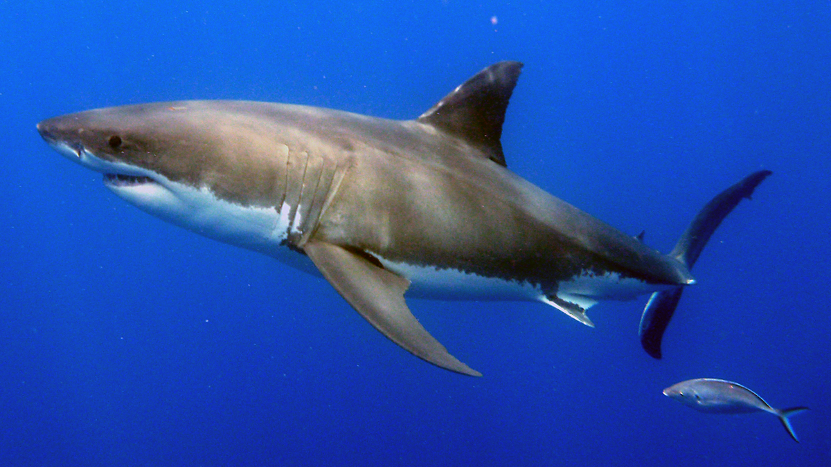 White Shark, Carcharodon carcharias (Linnaeus, 1758) - The Australian ...
