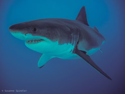 White Shark, Carcharodon carcharias (Linnaeus, 1758) - The Australian ...