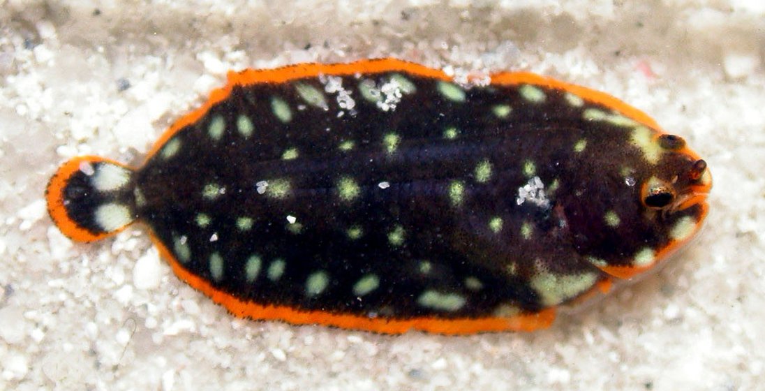 Soleidae - Soles - The Australian Museum