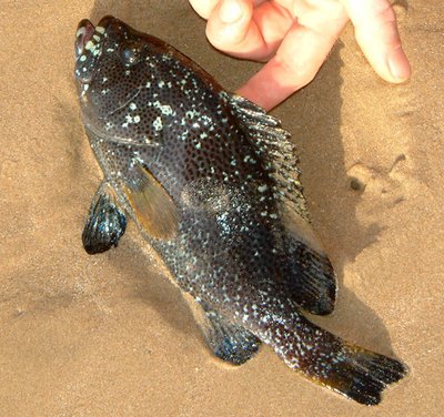Whitespotted Grouper, Epinephelus coeruleopunctatus (Bloch, 1790) - The ...
