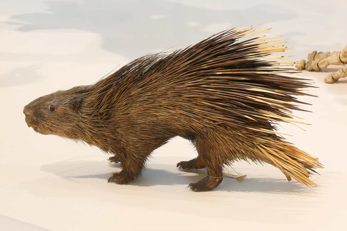 Wild Planet - The Australian Museum