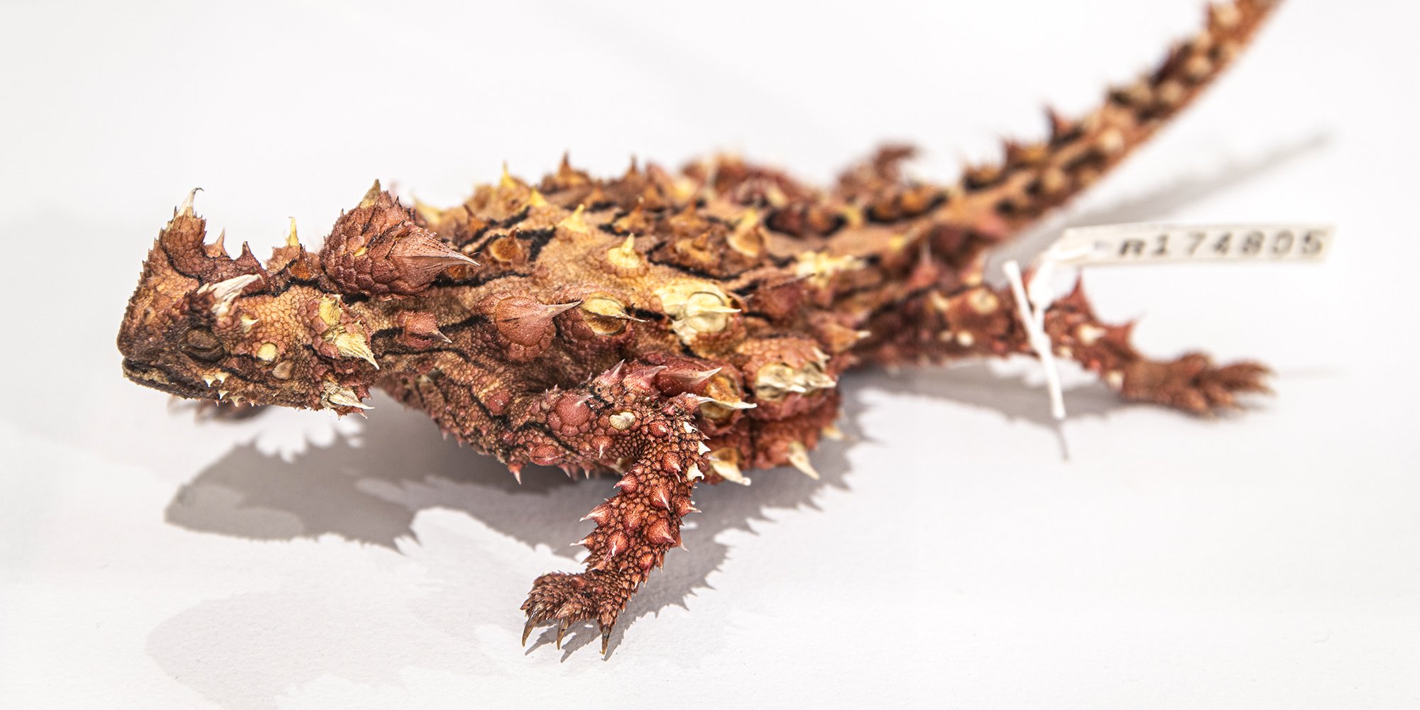 The Thorny Devil