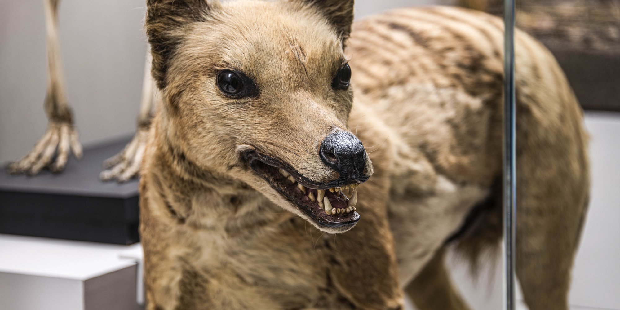 Wild Planet: Audio description - Audio Tour - Stop 8