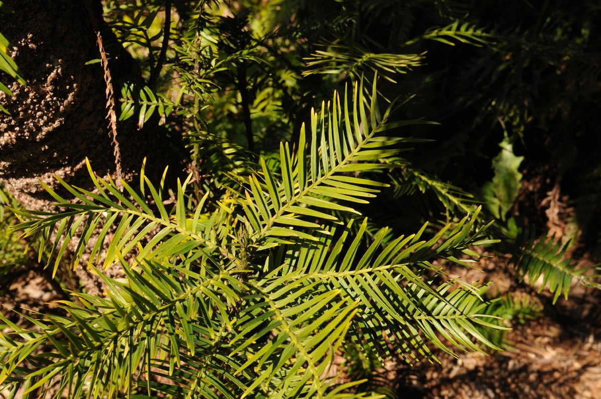 Wollemi pine on display - The Australian Museum Blog