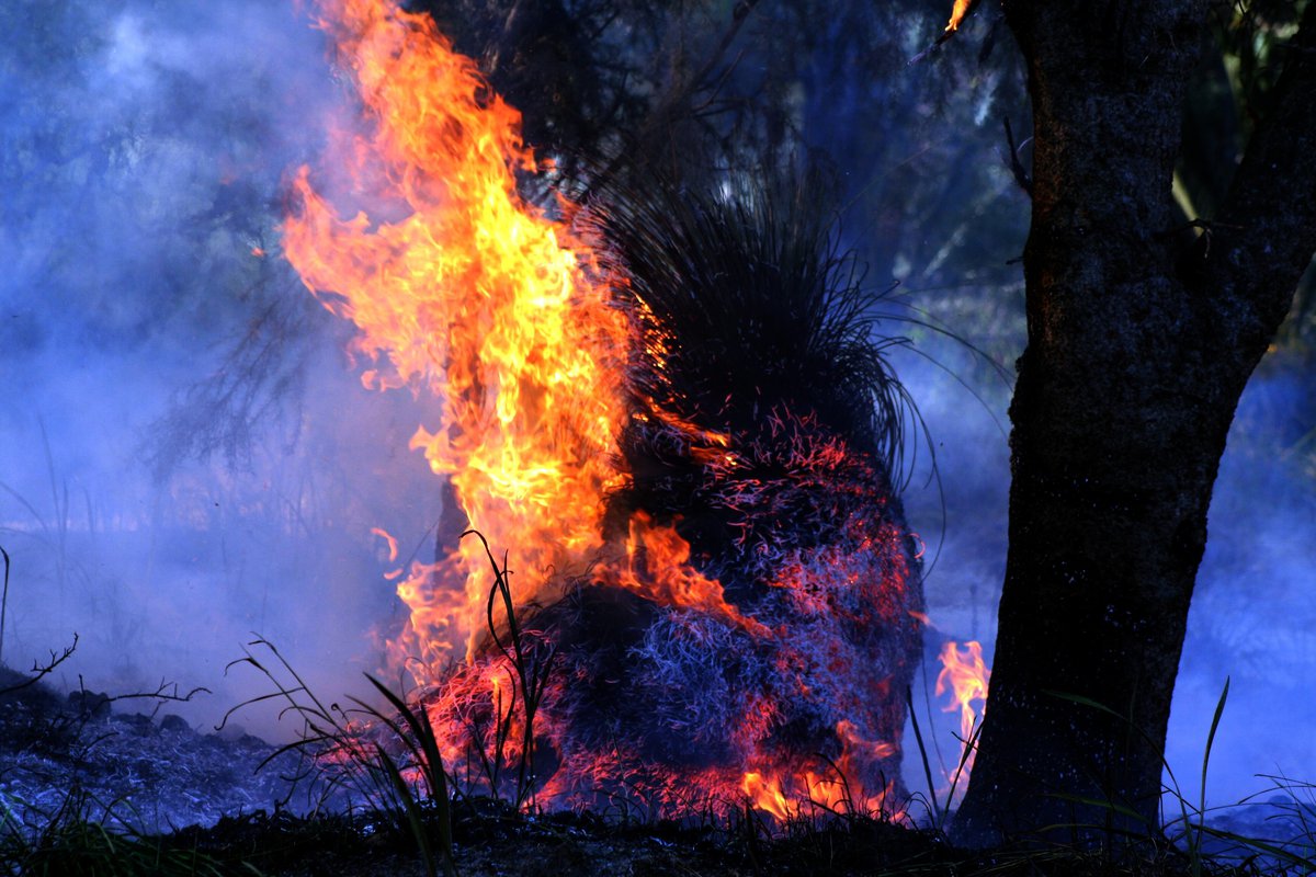The differences between hazard reduction burning and Cultural Fire ...