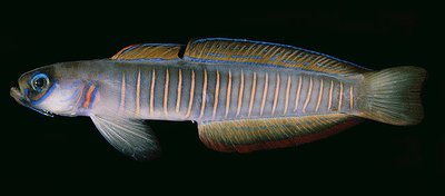 Zebra Dartgoby, Ptereleotris zebra (Fowler, 1938) - The Australian Museum