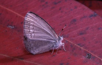 Common Grass Blue - The Australian Museum