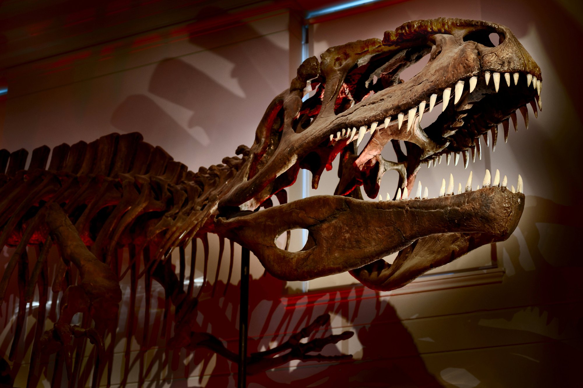 Dinosaur fact sheets - The Australian Museum