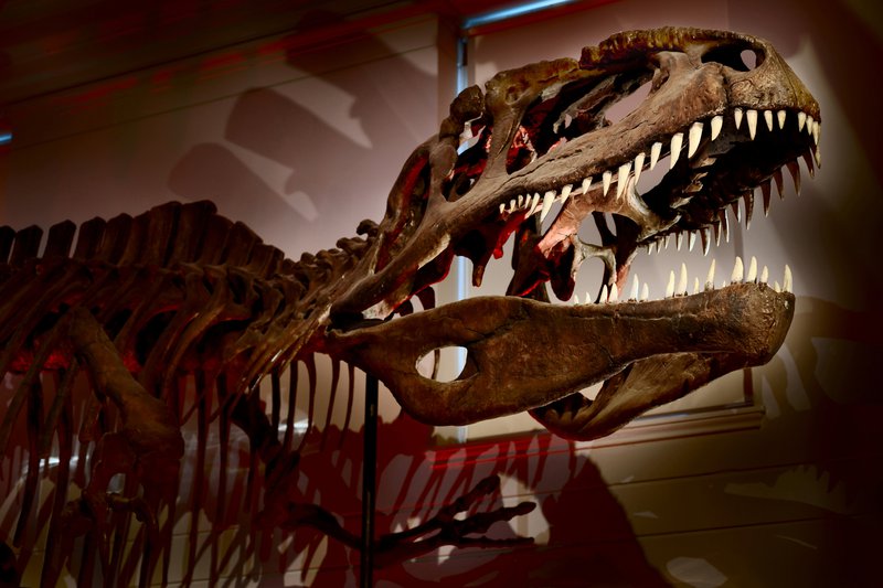 Dinosaur factsheets - The Australian Museum