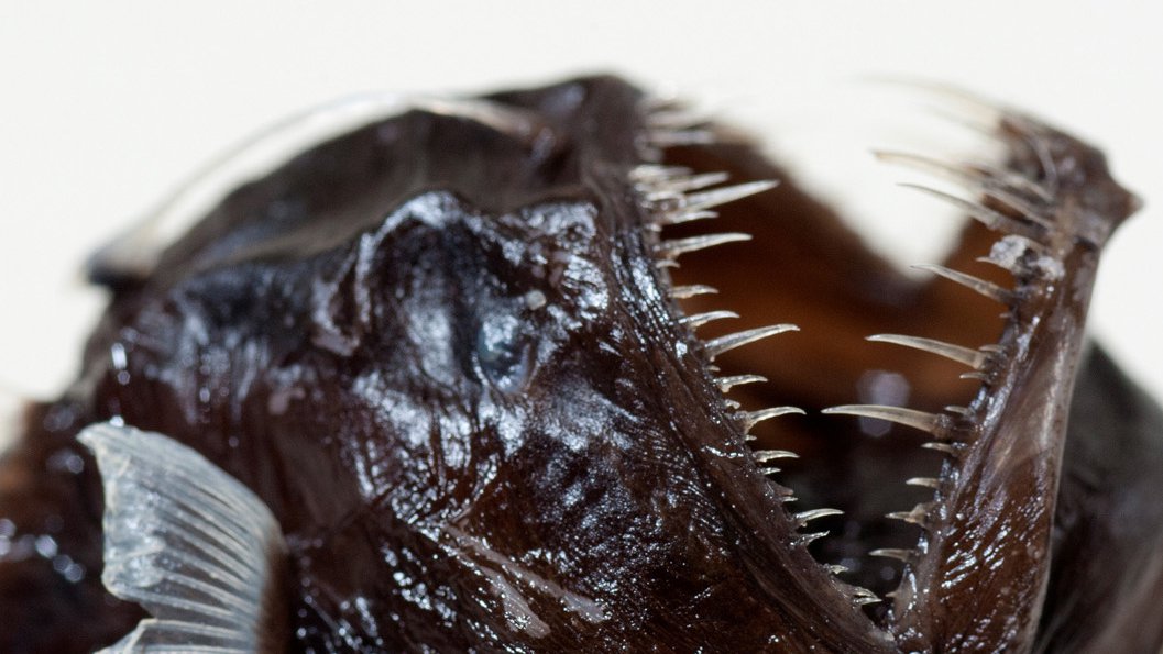 Deep sea fishes gallery - The Australian Museum