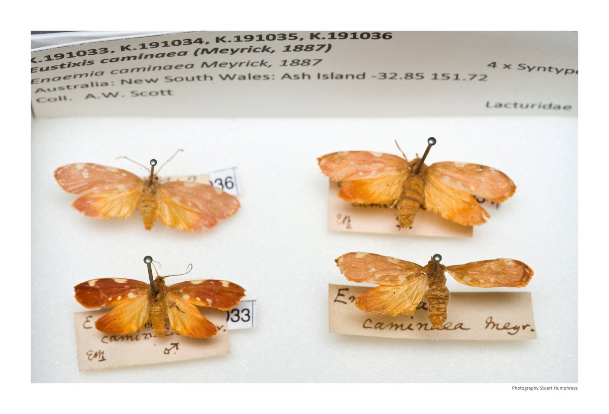 The Scott Lepidoptera collection - The Australian Museum