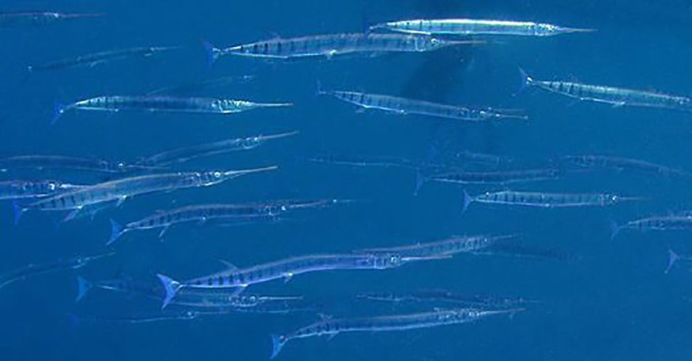 Belonidae - Longtoms - The Australian Museum