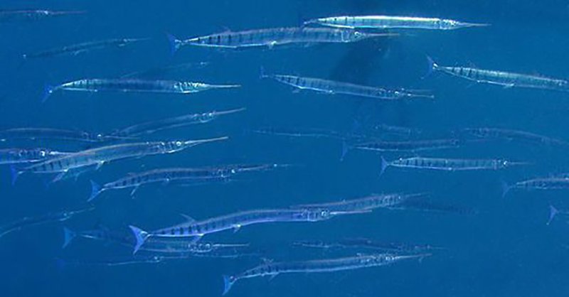 Belonidae - Longtoms - The Australian Museum