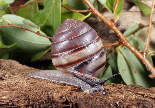 Anything but sluggish: The dawn of land snail phylogenomics - The ...