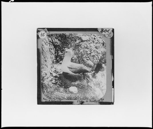 Celebrating the Australian Museum’s Archives - The Australian Museum Blog