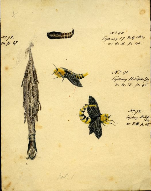 The Scott Sisters' Notebooks Revealed #2 - The Australian Museum Blog