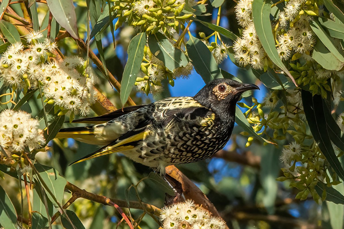 Australian bird species - The Australian Museum