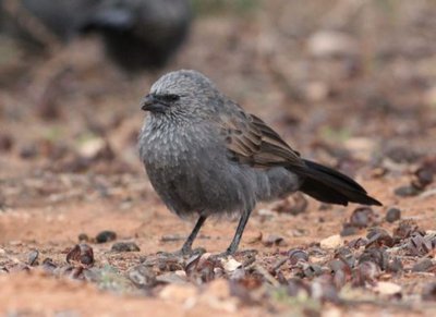 Apostlebird - The Australian Museum