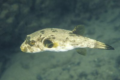 Narrow-lined Pufferfish, Arothron manilensis (Proce,1822) - The ...