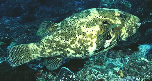 Tetraodontidae - Pufferfishes - The Australian Museum
