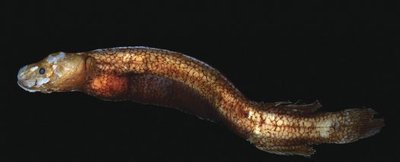 Adult male cetomimid whalefish, Ataxolepis apus - The Australian Museum