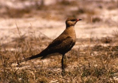 Australian Pratincole - The Australian Museum