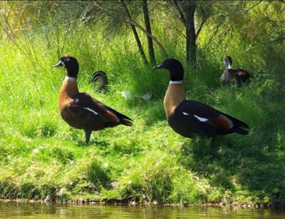 Australian Shelduck - The Australian Museum