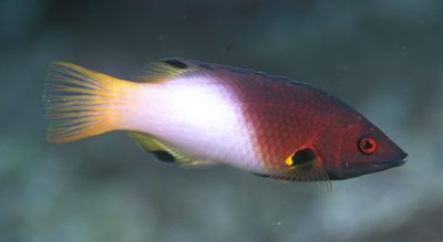 Axilspot Hogfish, Bodianus axillaris (Bennett, 1831) - The Australian ...