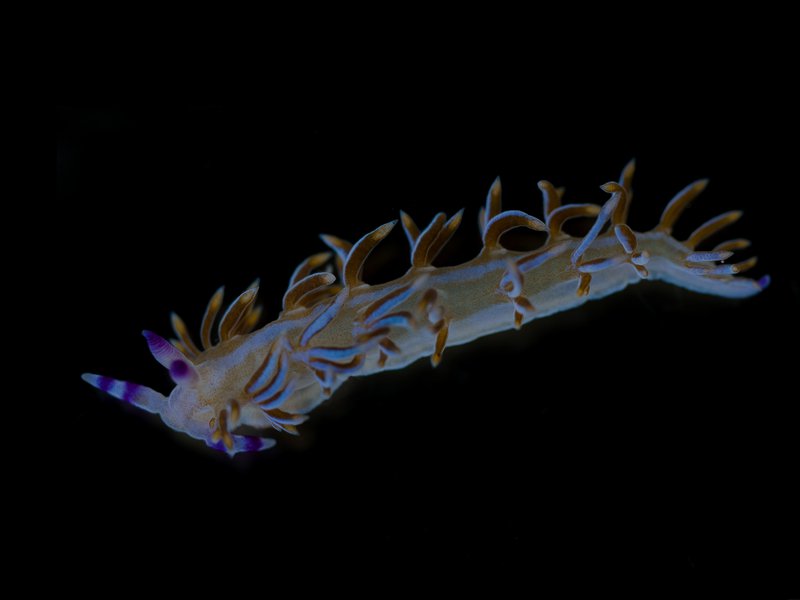 Molluscs - The Australian Museum
