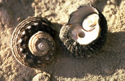 Turban Snail - The Australian Museum