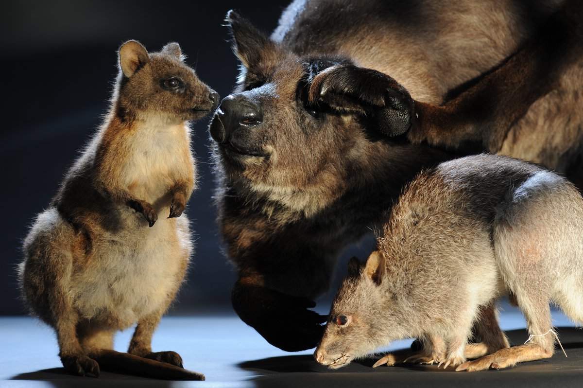 The past, present and future of Australia’s mammals - The Australian ...