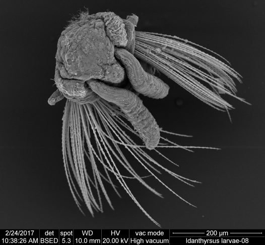 How do worms know where to settle? - The Australian Museum Blog